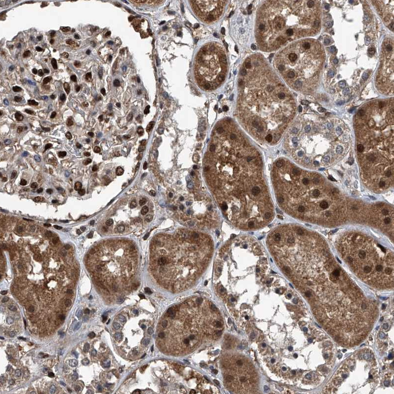 Rabbit Polyclonal Anti-FKBP5 Antibody - Buy for research - Highly ...