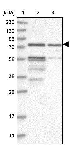 Rabbit Polyclonal Anti-KAZN Antibody - Buy for research - Highly ...
