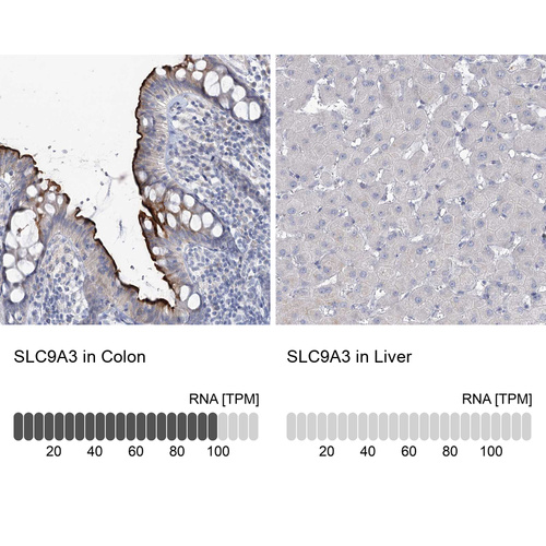 Anti-SLC9A3 Human Protein Atlas Antibody