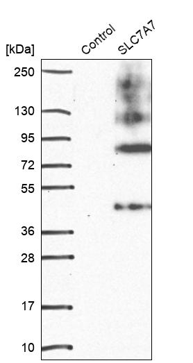 Rabbit Polyclonal Anti-SLC7A7 Antibody - Buy for research - Highly ...
