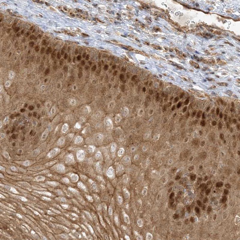 Rabbit Polyclonal Anti-NAF1 Antibody - Buy for research - Highly ...