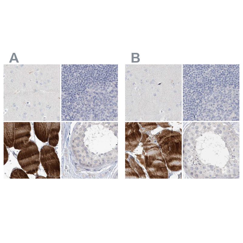 Rabbit Polyclonal Anti-MYOT Antibody - Buy for research - Highly ...