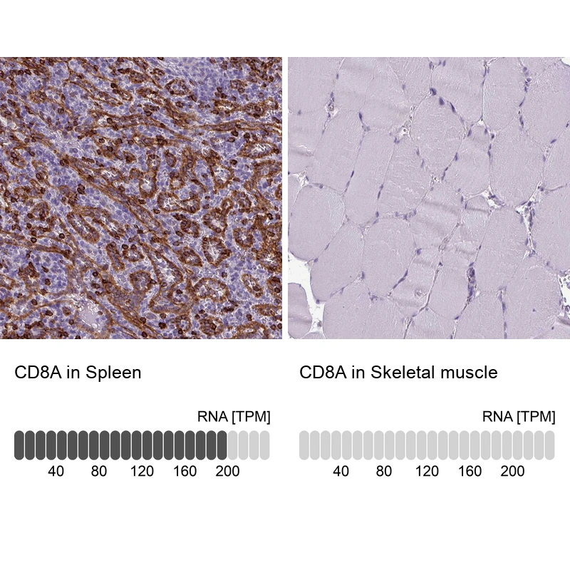 Rabbit Polyclonal Anti-CD8A Antibody - Buy for research - Highly ...