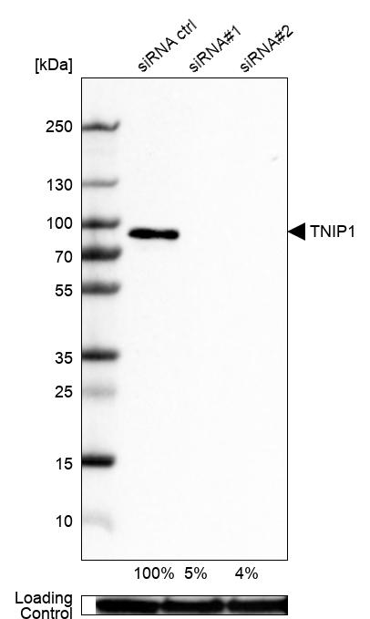 Rabbit Polyclonal Anti-TNIP1 Antibody - Buy for research - Highly ...