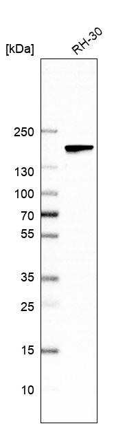 Rabbit Polyclonal Anti-PDS5B Antibody - Buy for research - Highly ...