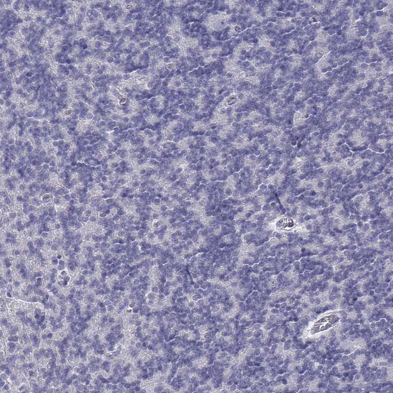 Rabbit Polyclonal Anti-CD3E Antibody - Buy for research - Highly ...