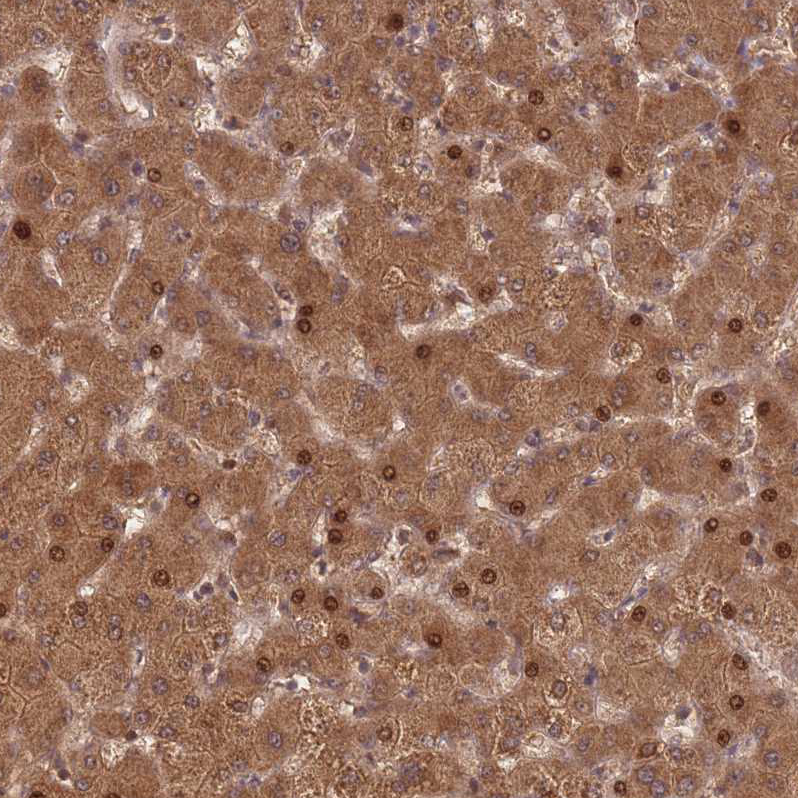 Rabbit Polyclonal Anti-HAGH Antibody - Buy for research - Highly ...