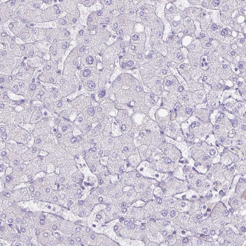 Rabbit Polyclonal Anti-PGA3 Antibody - Buy for research - Highly ...