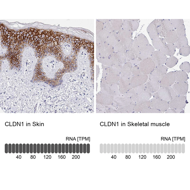 Rabbit Polyclonal Anti-CLDN1 Antibody - Buy for research - Highly ...