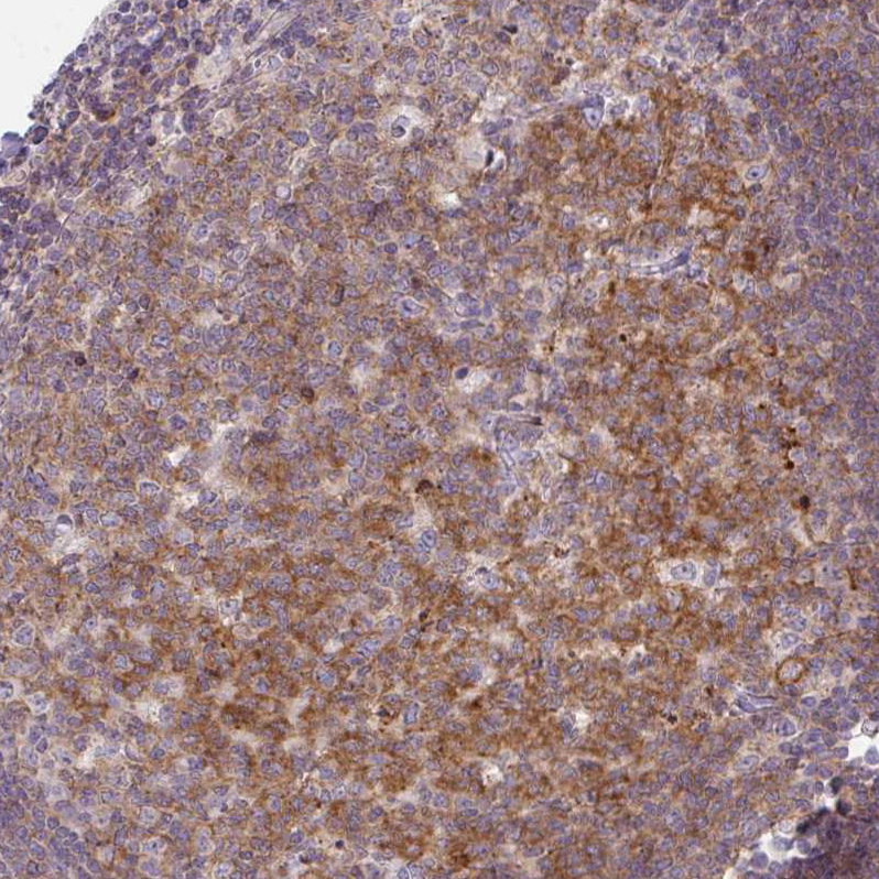 Rabbit Polyclonal Anti-CD80 Antibody - Buy for research - Highly ...