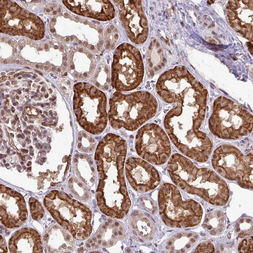 Anti-GON7 Human Protein Atlas Antibody