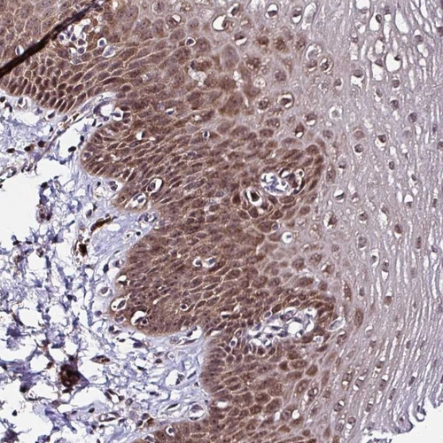 Anti-PIN4 Human Protein Atlas Antibody