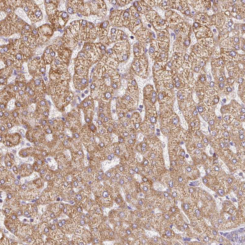 Rabbit Polyclonal Anti-MT-CO2 Antibody - Buy for research - Highly ...