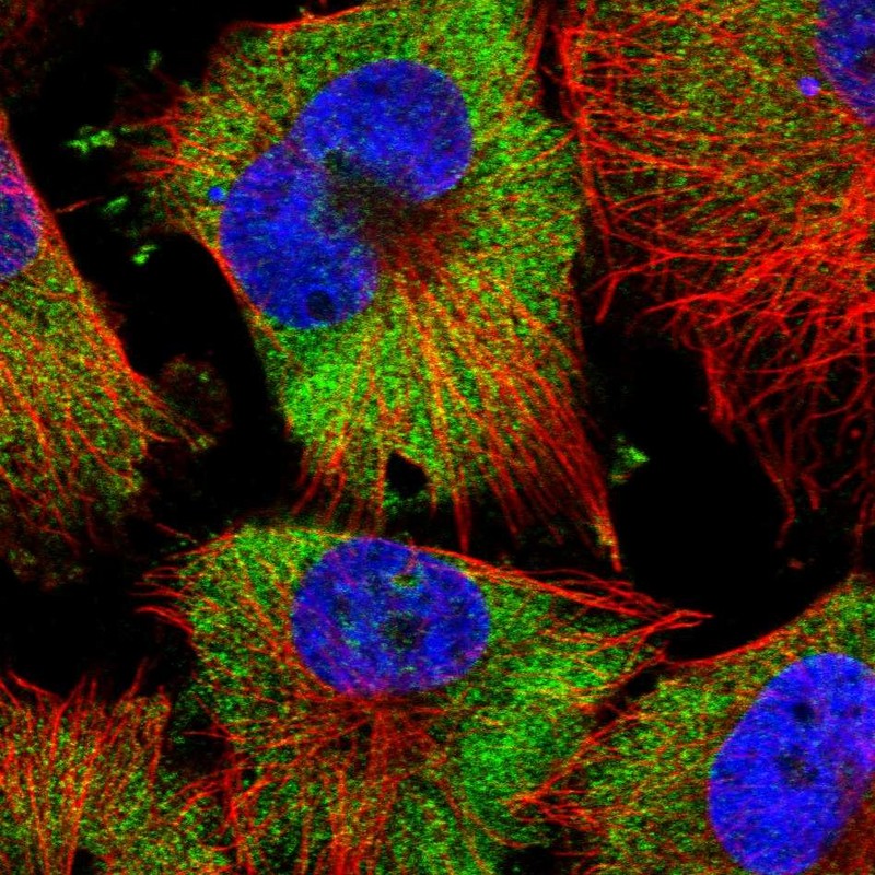 Rabbit Polyclonal Anti-FAM120A Antibody - Buy for research - Highly ...