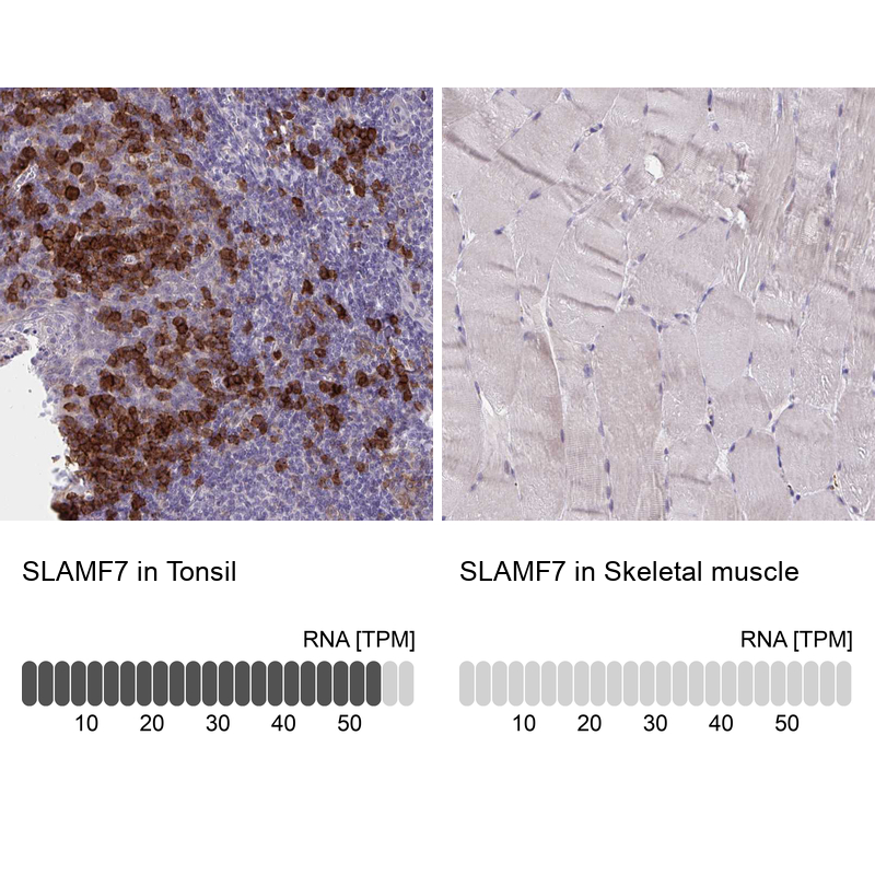 Rabbit Polyclonal Anti-SLAMF7 Antibody - Buy for research - Highly ...