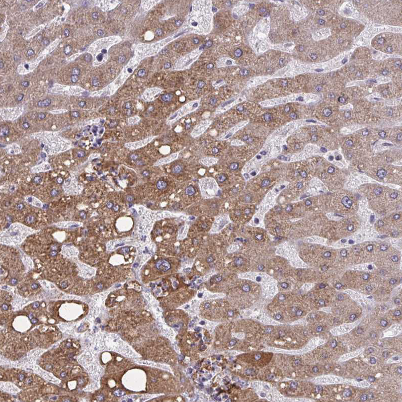 Rabbit Polyclonal Anti-OR4A47 Antibody - Buy for research - Highly ...