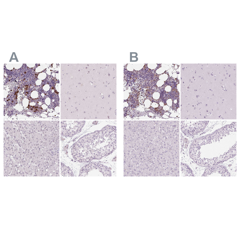 Rabbit Polyclonal Anti-MPO Antibody - Buy for research - Highly ...