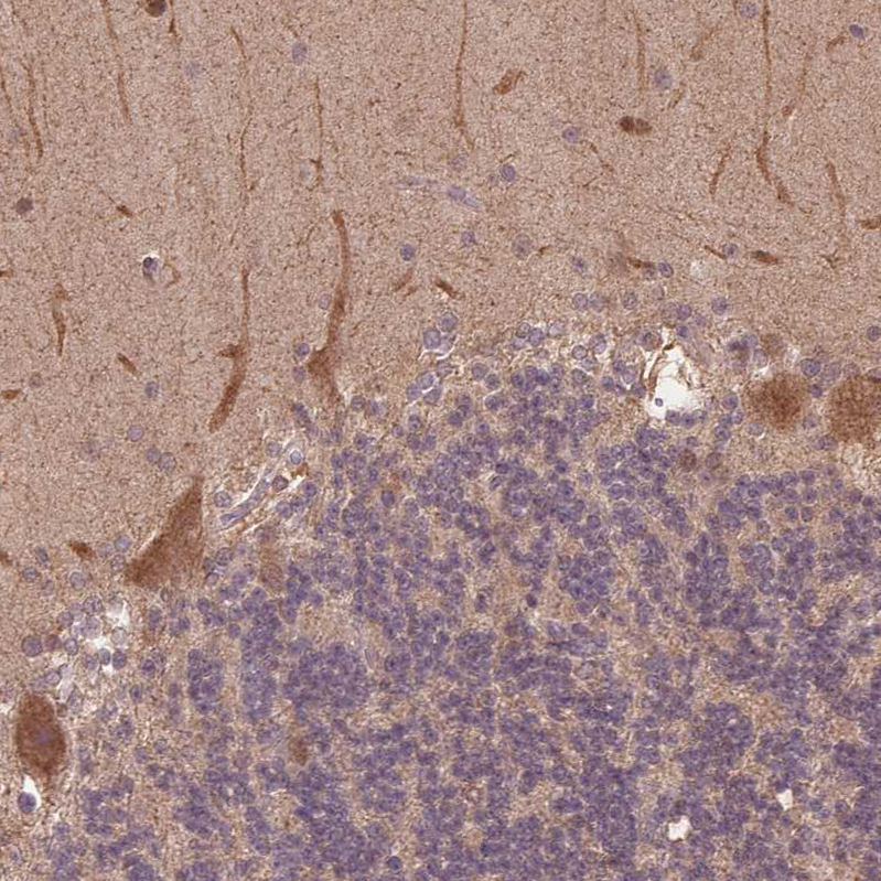 Rabbit Polyclonal Anti-CUTA Antibody - Buy for research - Highly ...