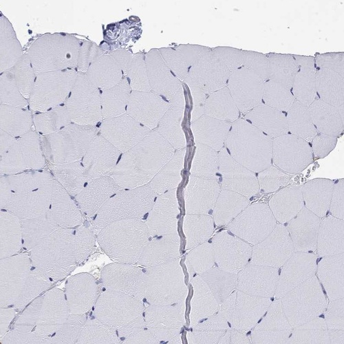 Anti-SELPLG Human Protein Atlas Antibody