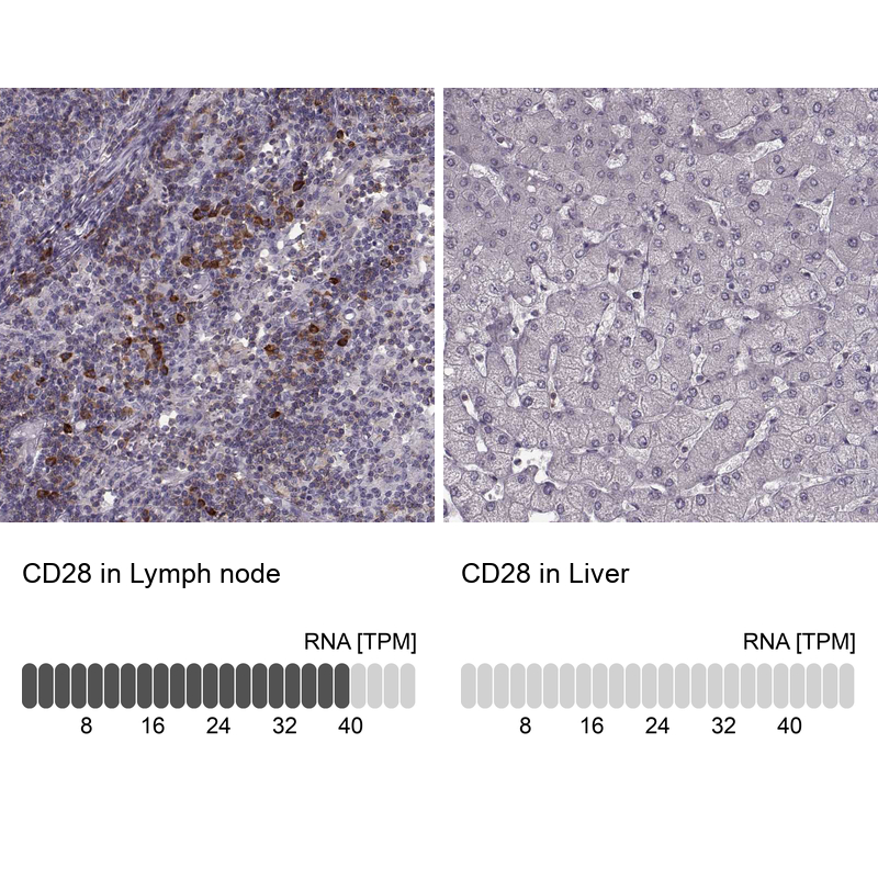 Rabbit Polyclonal Anti-CD28 Antibody - Buy for research - Highly ...