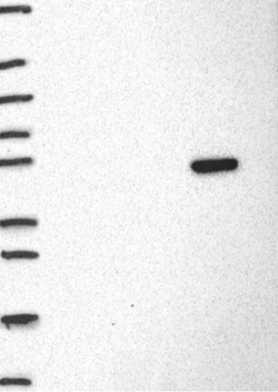 Rabbit Polyclonal Anti-RBFOX3 Antibody - Buy for research - Highly ...