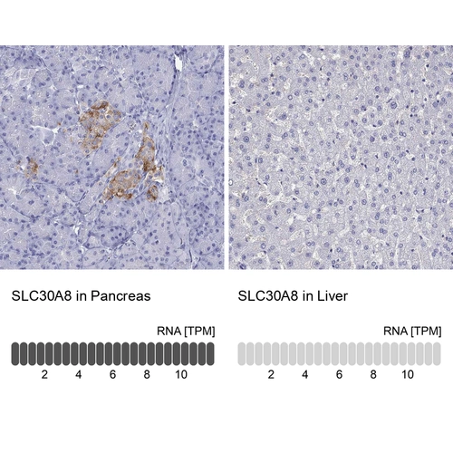Anti-SLC30A8 Human Protein Atlas Antibody