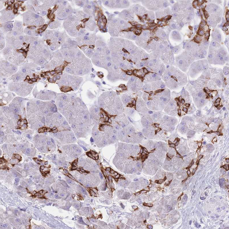 Rabbit Polyclonal Anti-SLC4A4 Antibody - Buy for research - Highly specific, rigorously ...