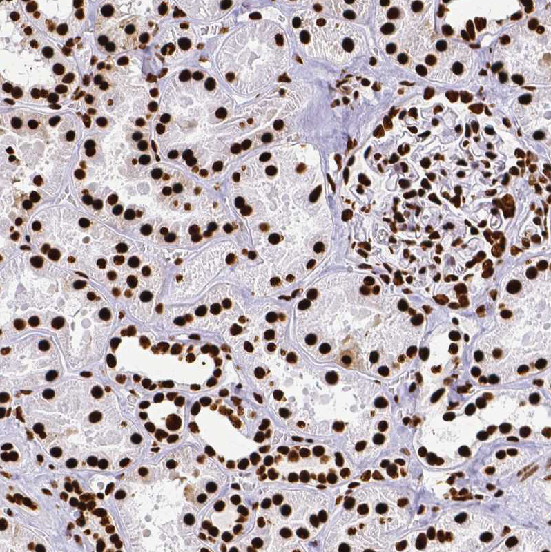 Rabbit Polyclonal Anti-SFPQ Antibody - Buy for research - Highly ...