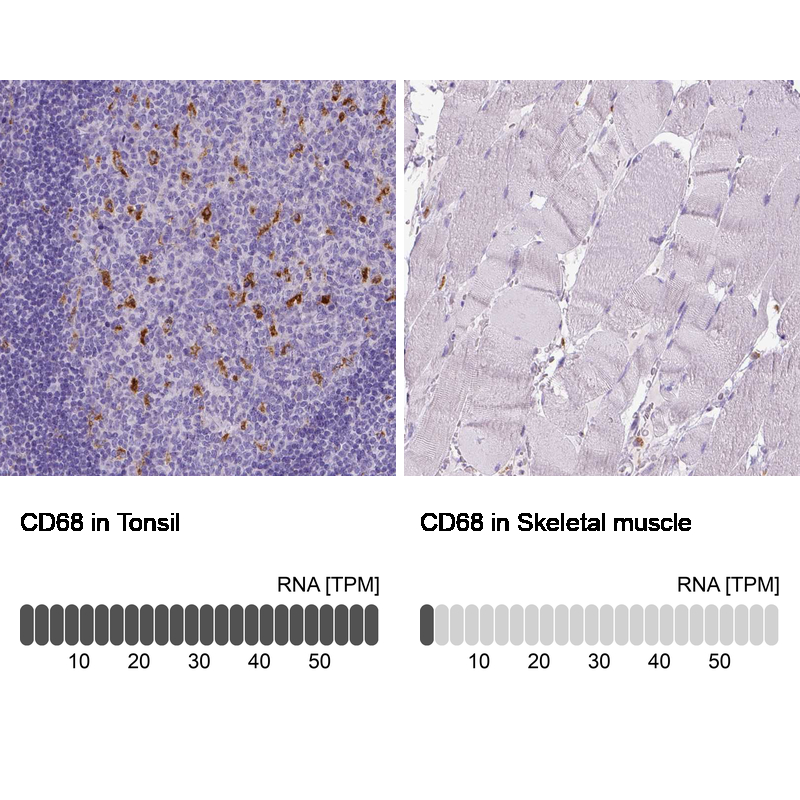 Mouse Monoclonal Anti-CD68 Antibody - Buy for research - Highly specific, rigorously validated ...
