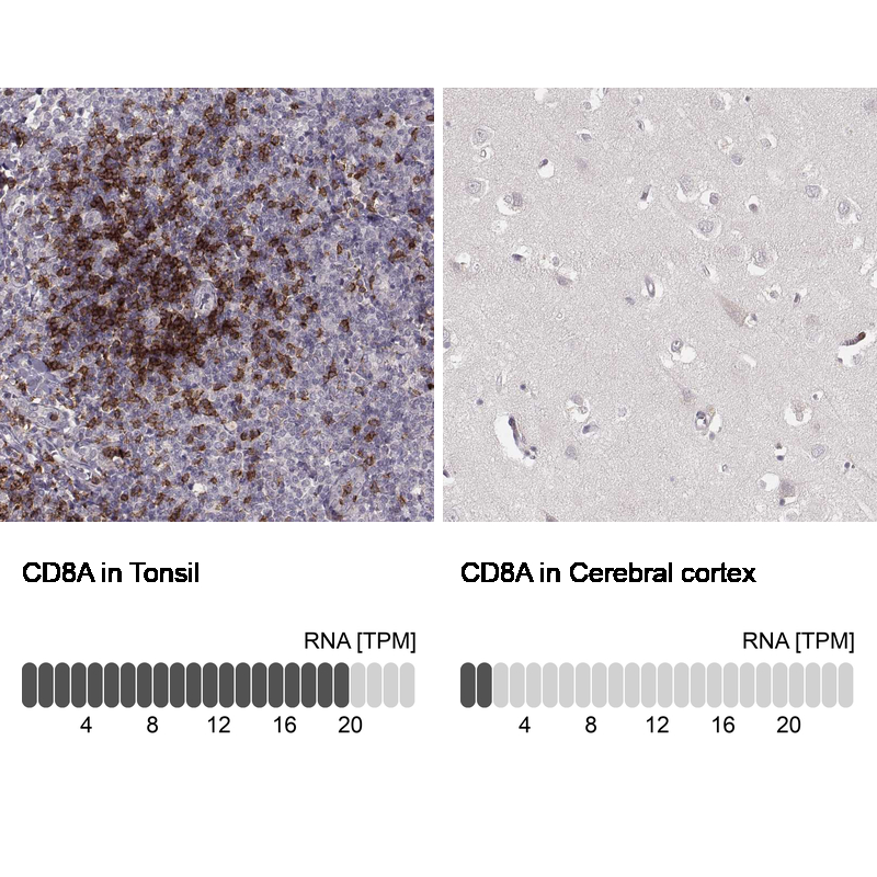 Mouse Monoclonal Anti-CD8A Antibody - Buy for research - Highly ...