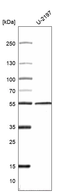 Mouse Monoclonal Anti-KRT14 Antibody - Buy for research - Highly ...