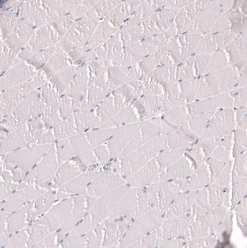 Mouse Monoclonal Anti-MPO Antibody - Buy for research - Highly specific ...