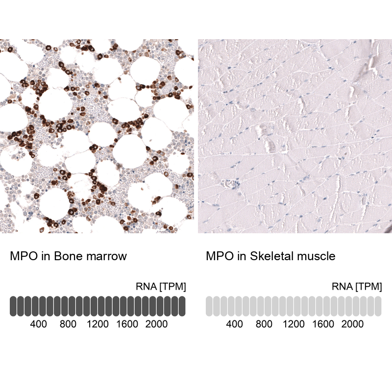 Mouse Monoclonal Anti-MPO Antibody - Buy for research - Highly specific ...