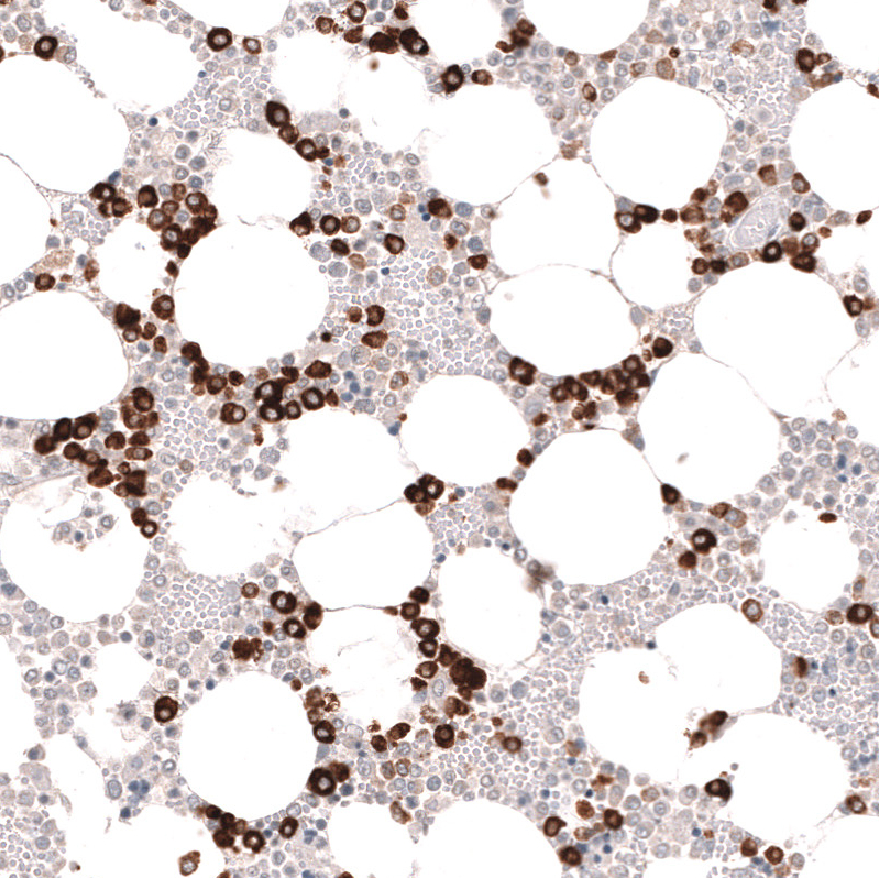 Mouse Monoclonal Anti-MPO Antibody - Buy for research - Highly specific ...