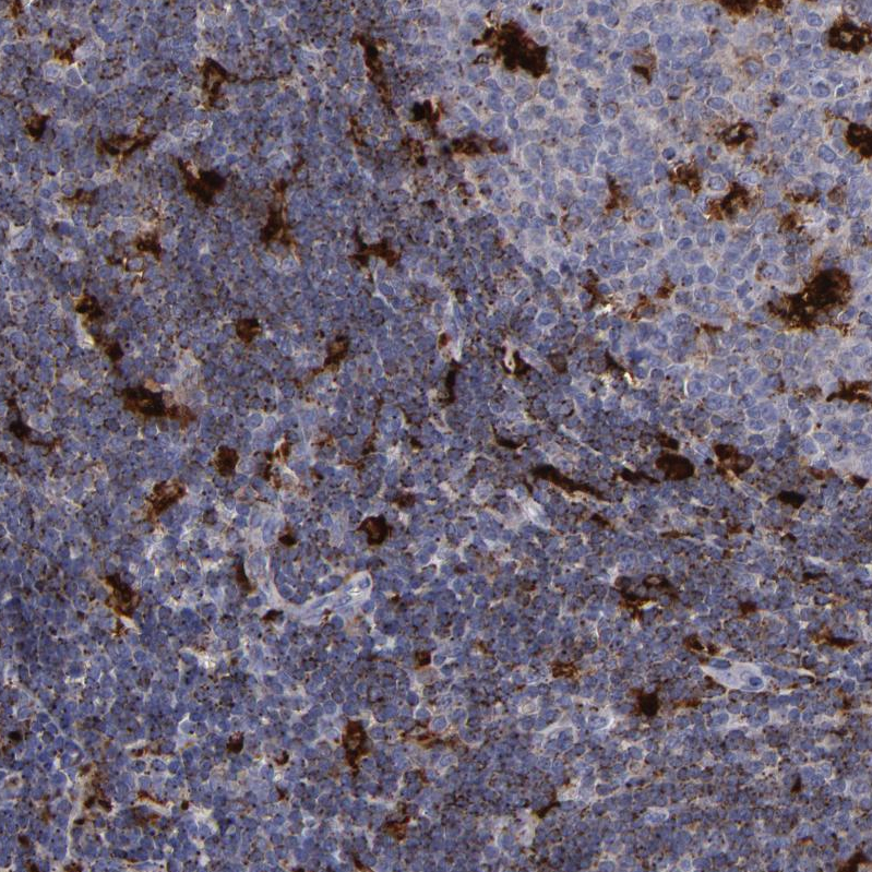 Rabbit Polyclonal Anti-CTSS Antibody - Buy for research - Highly ...