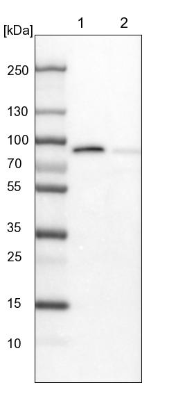 Rabbit Polyclonal Anti-LMLN Antibody - Buy for research - Highly ...