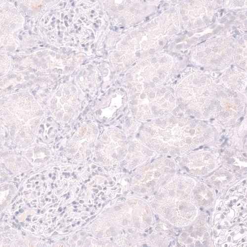 Mouse Monoclonal Anti-CD19 Antibody - Buy for research - Highly ...