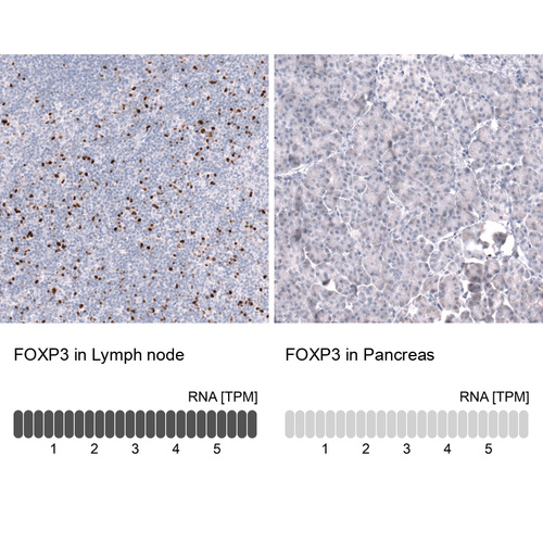 Mouse Monoclonal Anti-FOXP3 Antibody - Buy for research - Highly ...
