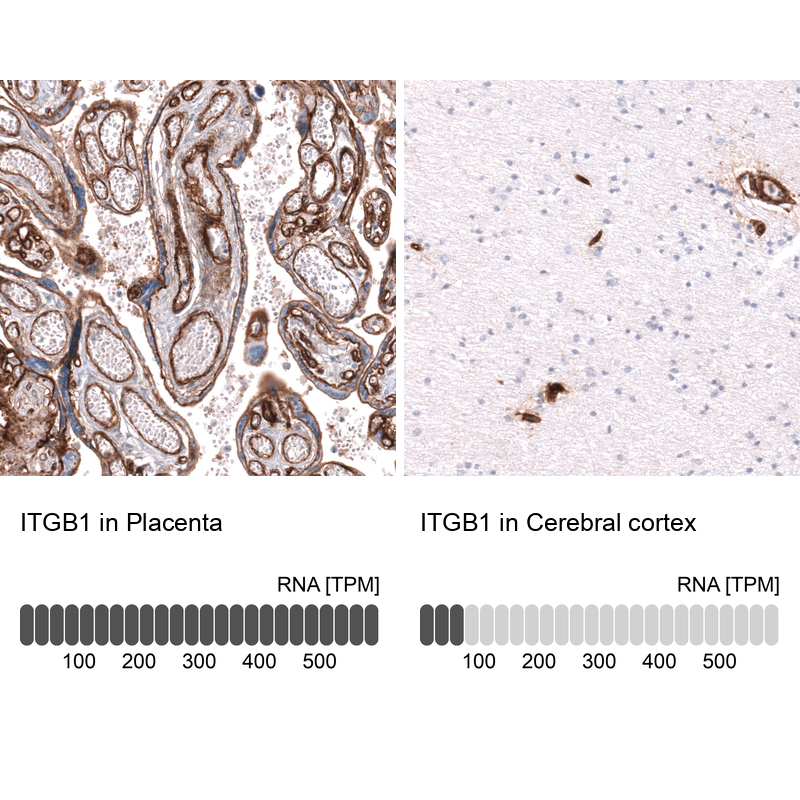 Mouse Monoclonal Anti-ITGB1 Antibody - Buy for research - Highly ...