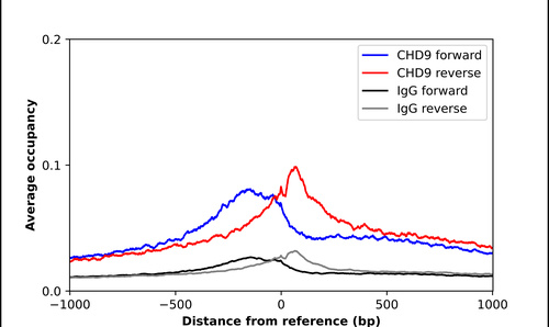 Rabbit Polyclonal Anti-CHD9 Antibody - Buy for research - Highly ...