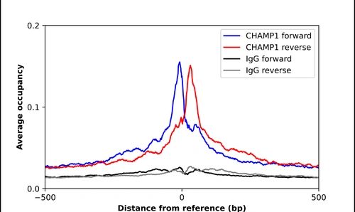Anti-CHAMP1 Human Protein Atlas Antibody