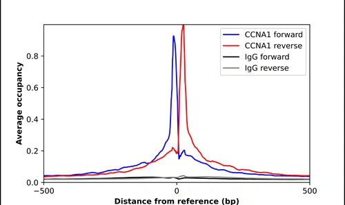 Anti-CCNA1 Human Protein Atlas Antibody