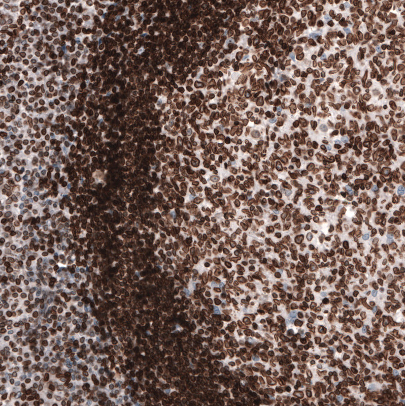 Mouse Monoclonal Anti-LMNB1 Antibody - Buy for research - Highly ...