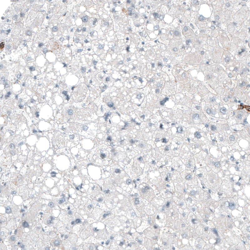 Mouse Monoclonal Anti-ITGA3 Antibody - Buy for research - Highly ...