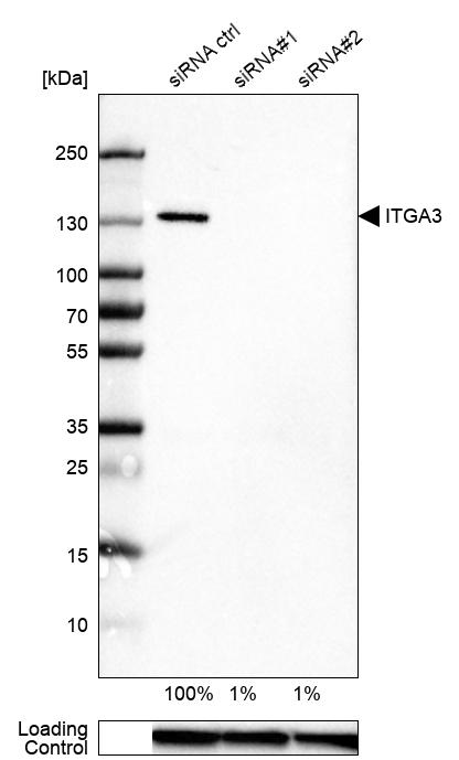 Mouse Monoclonal Anti-ITGA3 Antibody - Buy for research - Highly ...