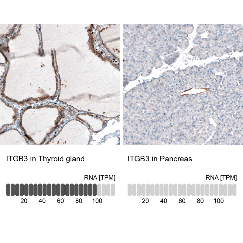 Mouse Monoclonal Anti-ITGB3 Antibody - Buy for research - Highly ...